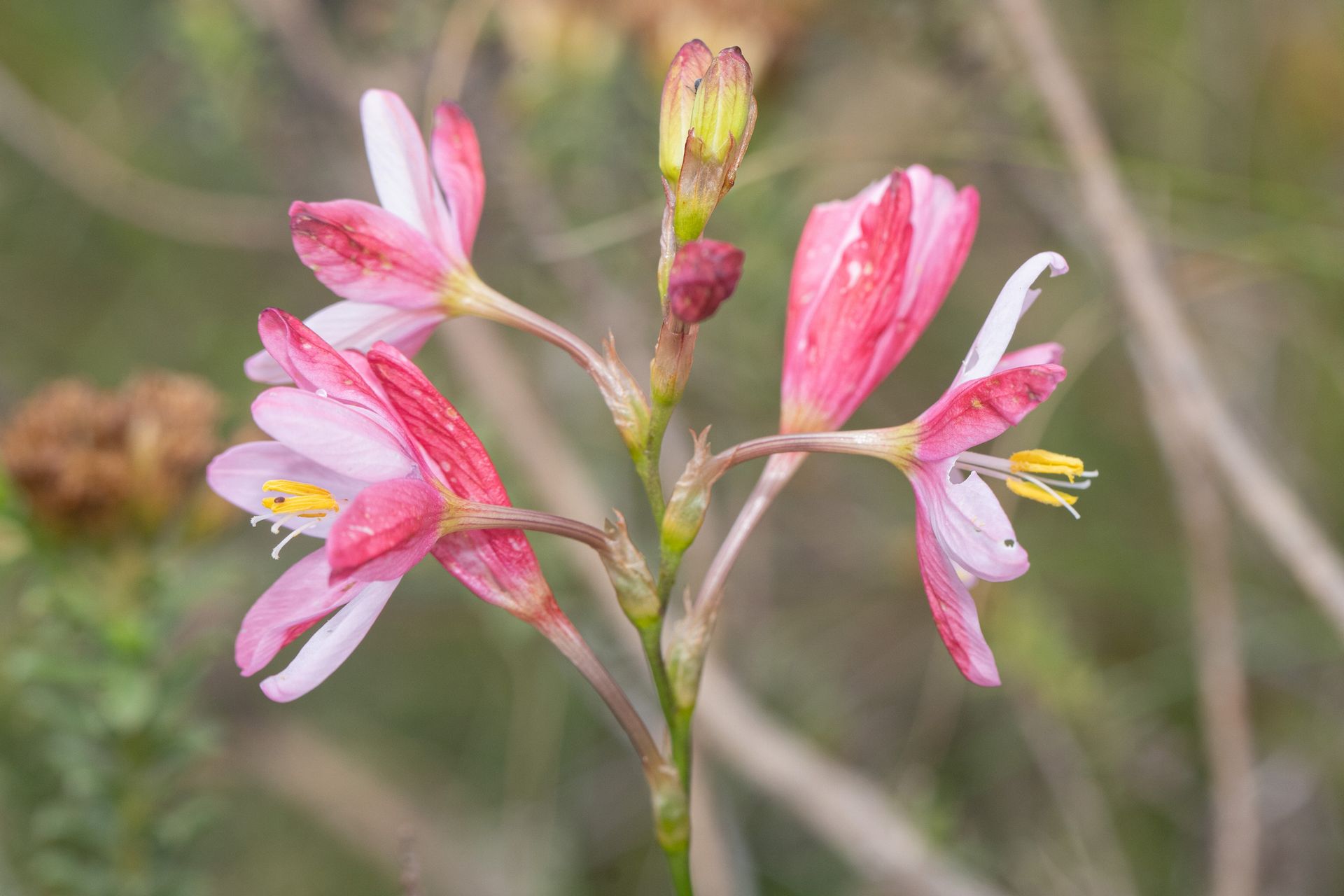 Ixia longituba Château Pérouse